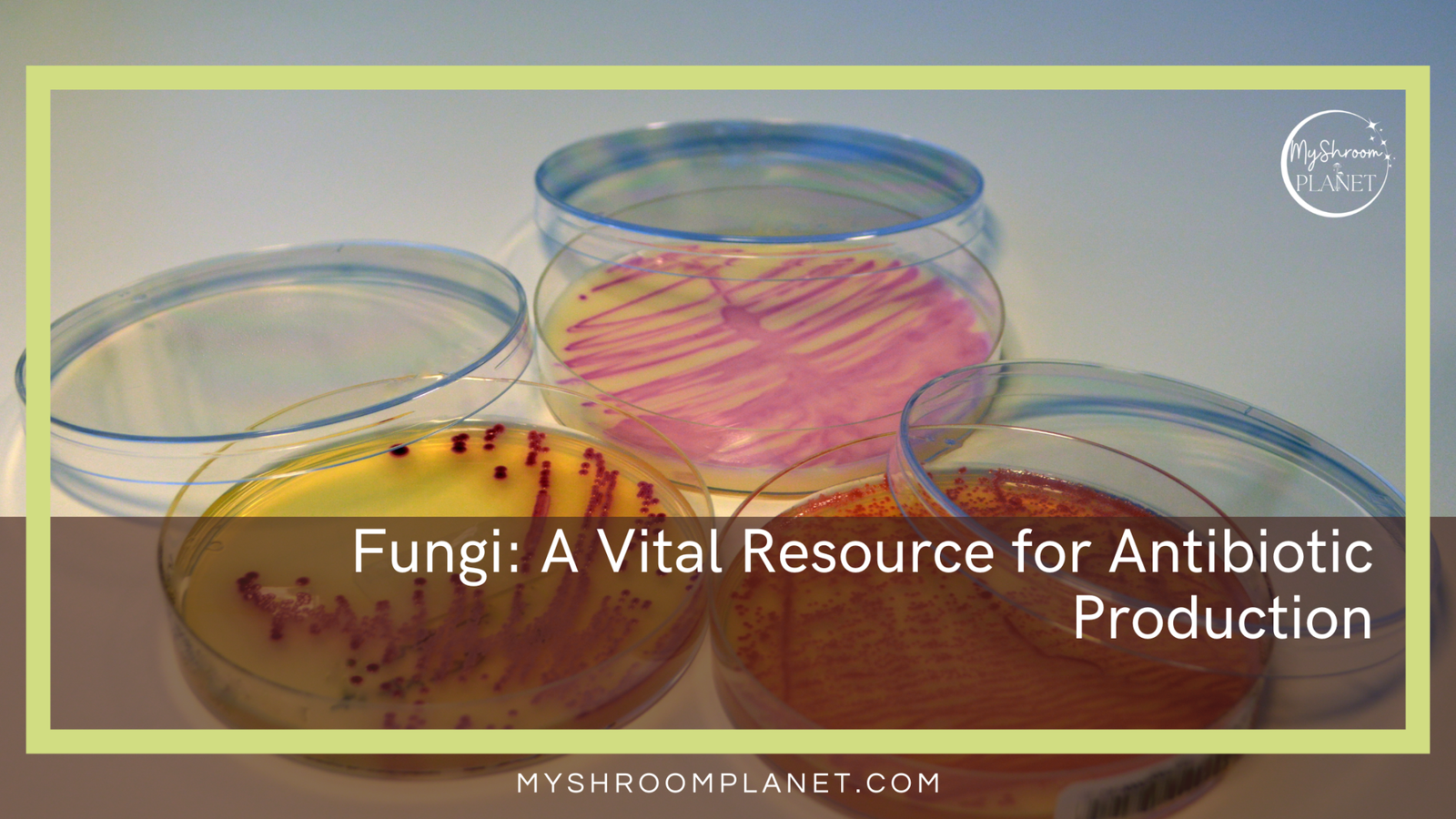 Fungi: A Vital Resource for Antibiotic Production - MyShroomPlanet.com